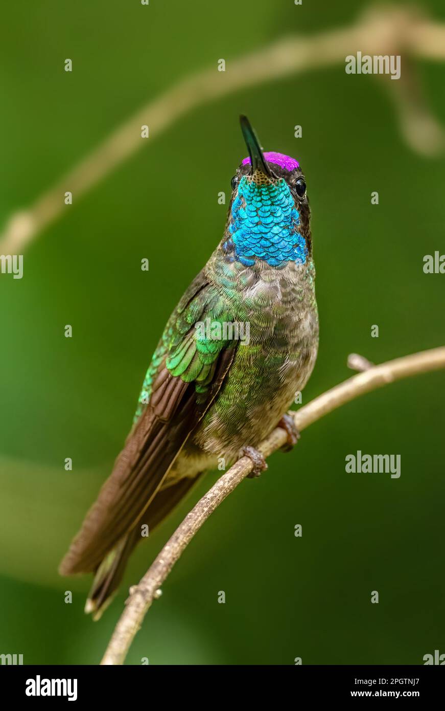 Talamanca Hummingbird Eugenes Spectabilis Beautiful Colored