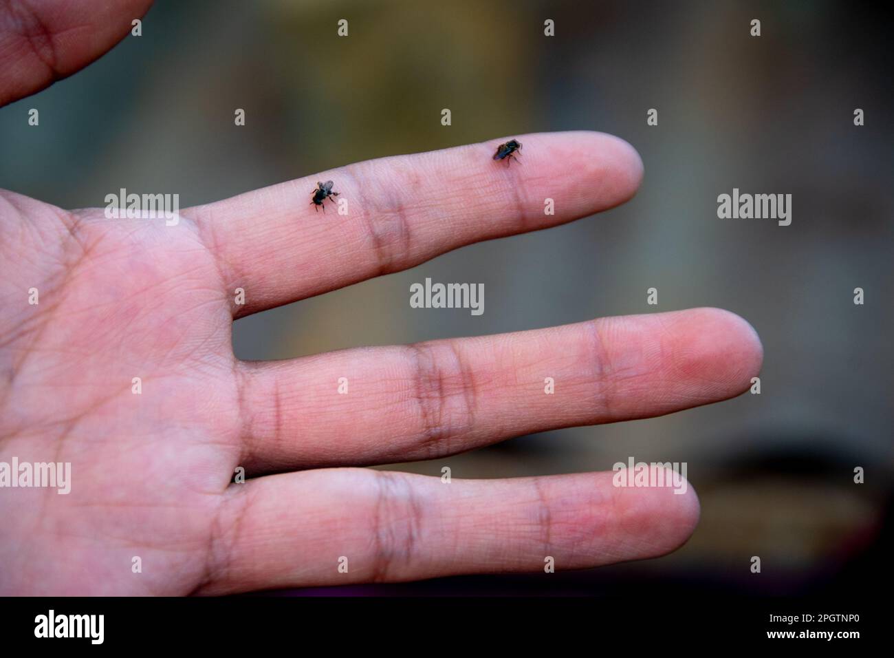 Abejas apicultura hi-res stock photography and images - Alamy