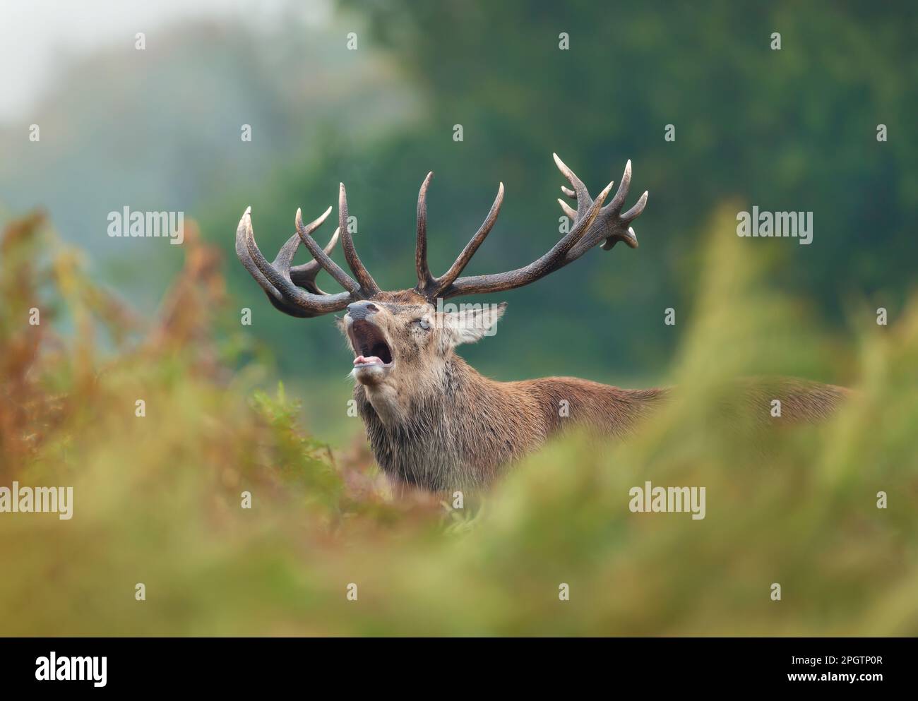 Bellowing stag london hi-res stock photography and images - Alamy