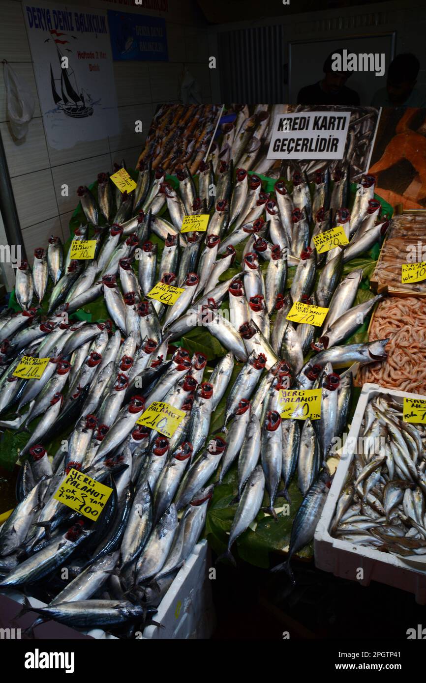 Fresh whole Palamut or Bonito Fish for sale at the Galata fish market ...