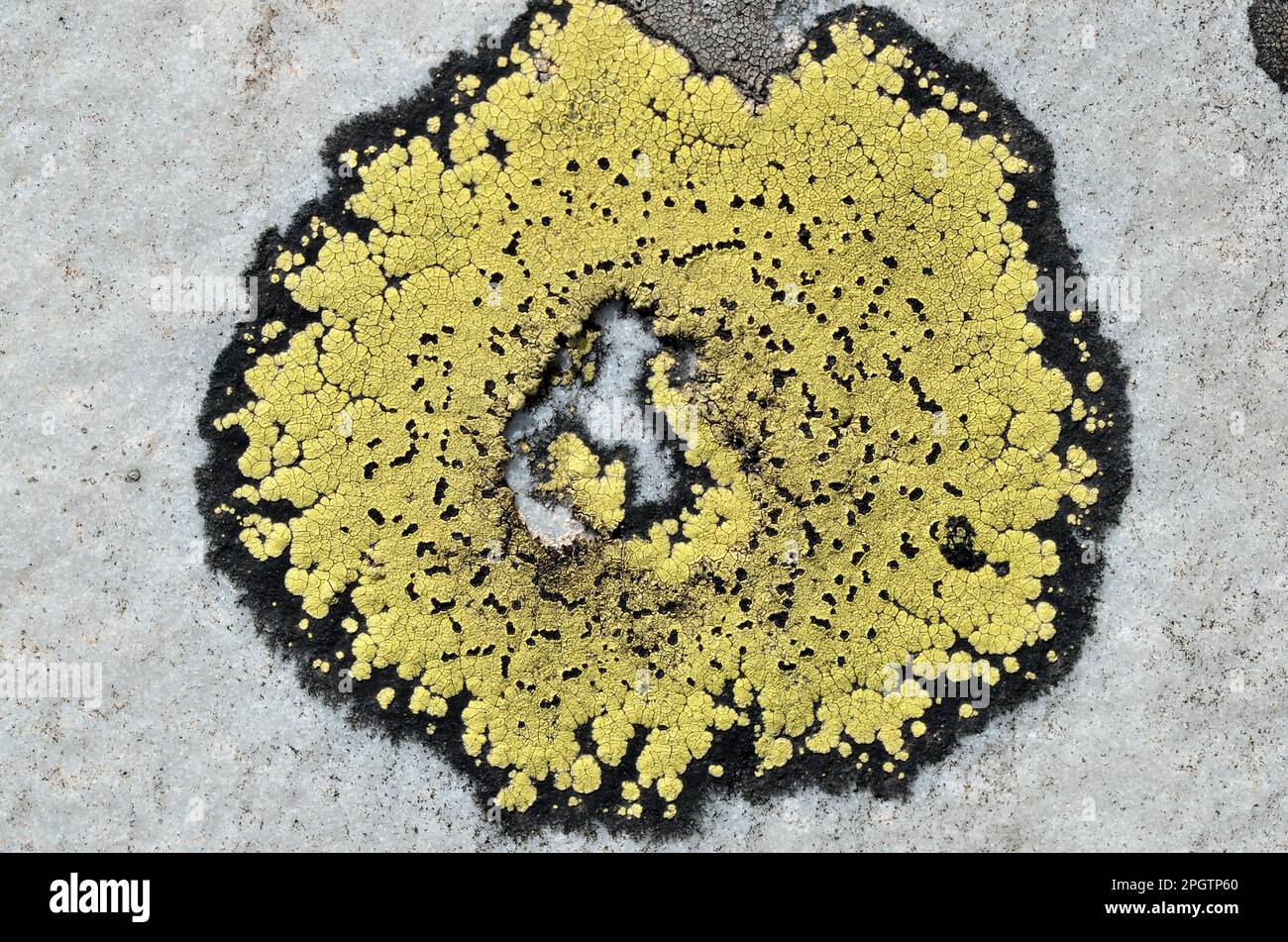 Macro map lichen (Rhizocarpon geographicum) on rock in french Alps ...