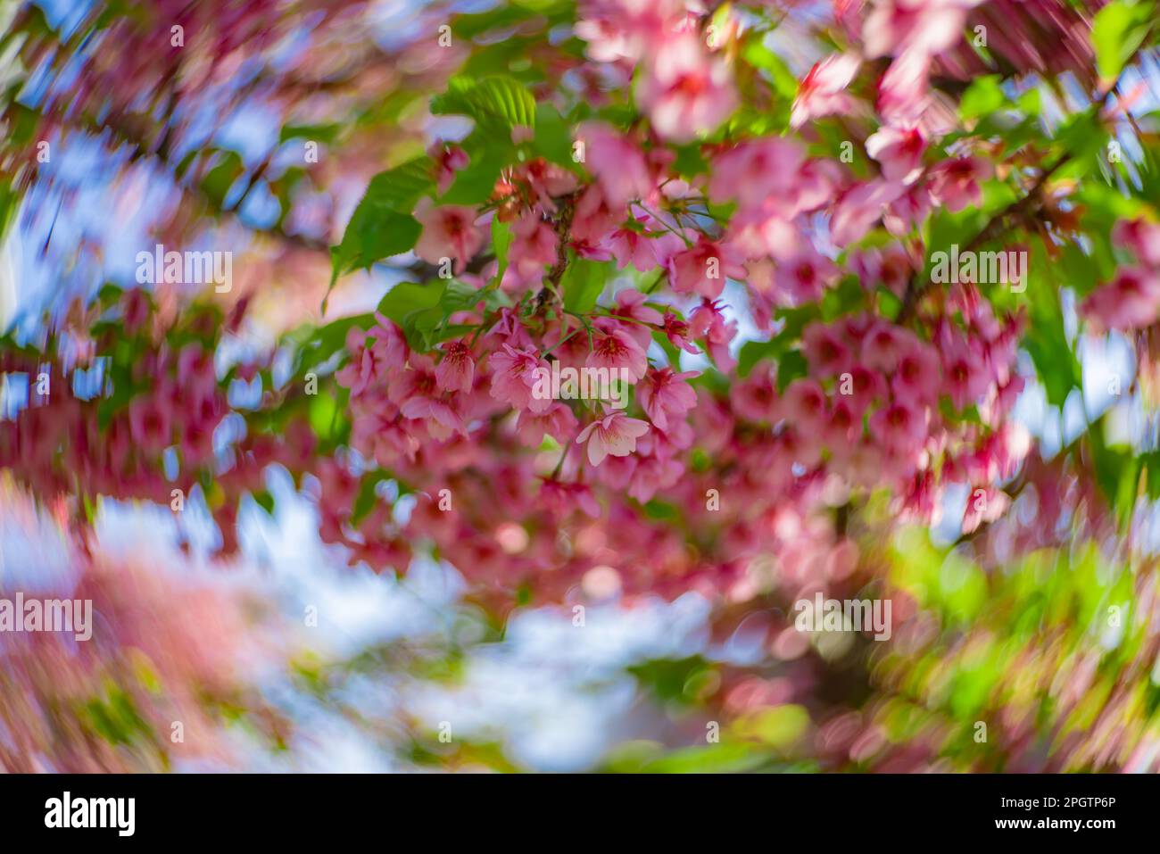 Kawazu cherry blossoms swirly blur in spring season close up Stock ...