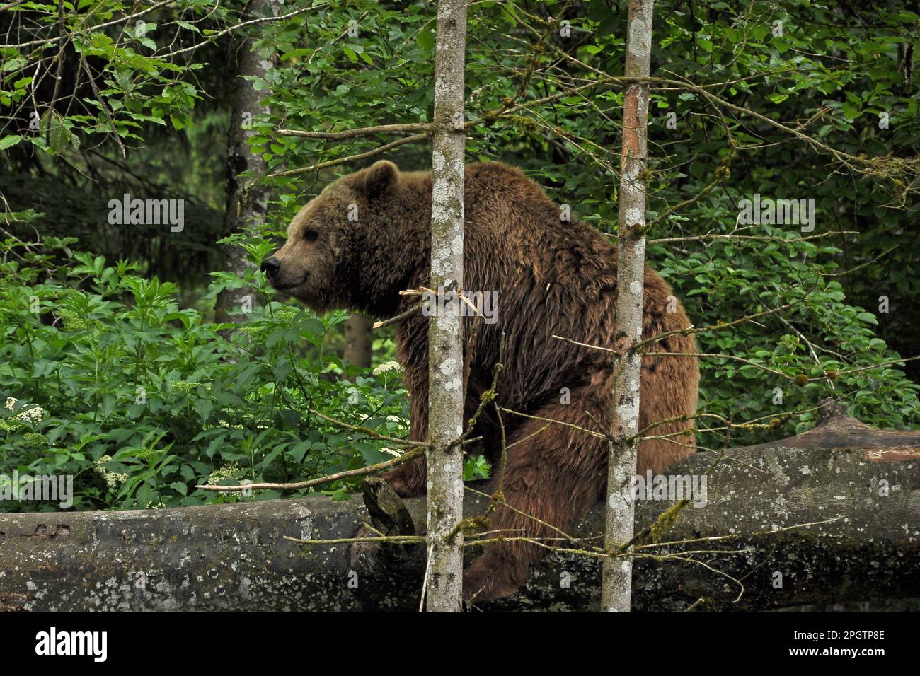 Brown bear in Cumberland Wildlife Park Grünau in Austria Stock Photo - Alamy