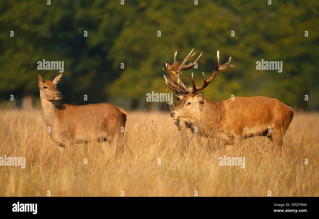 Red deer stag with a hind during the rut in autumn, UK Stock Photo - Alamy