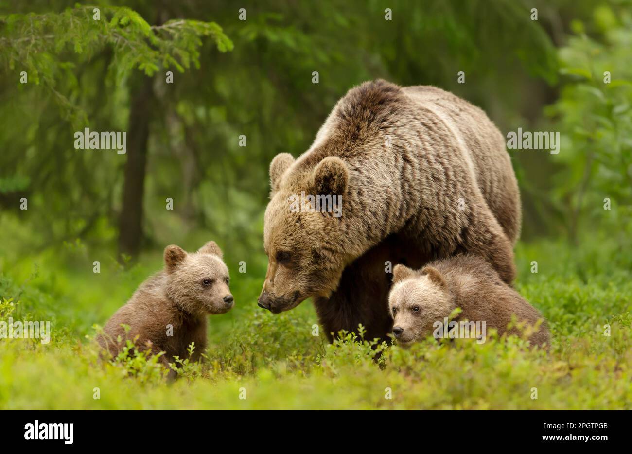 Close up of female Eurasian brown bear (Ursos arctos) and her cubs in ...