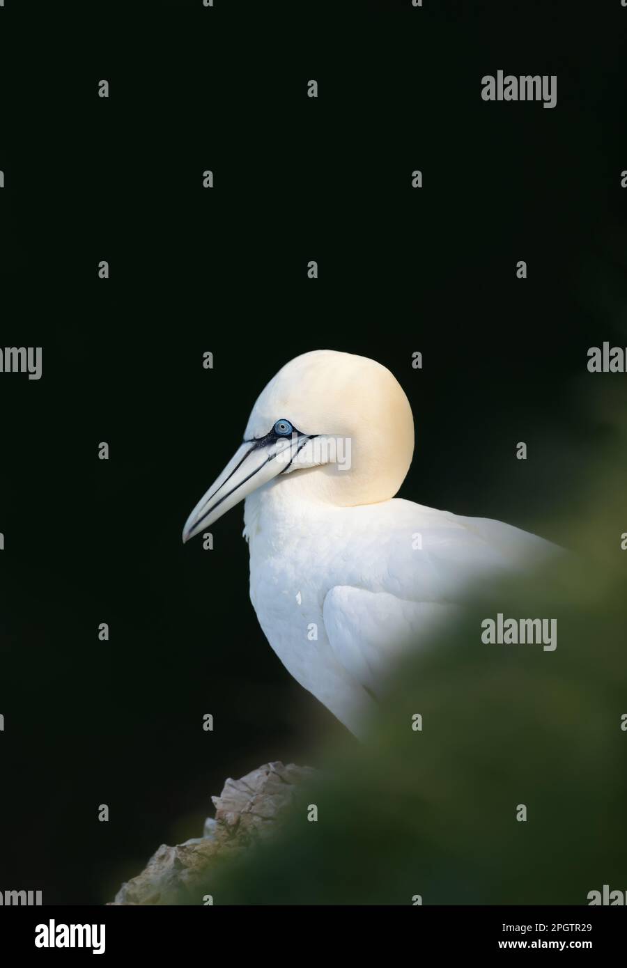 Close up of a Northern gannet (Morus bassana) against black background ...