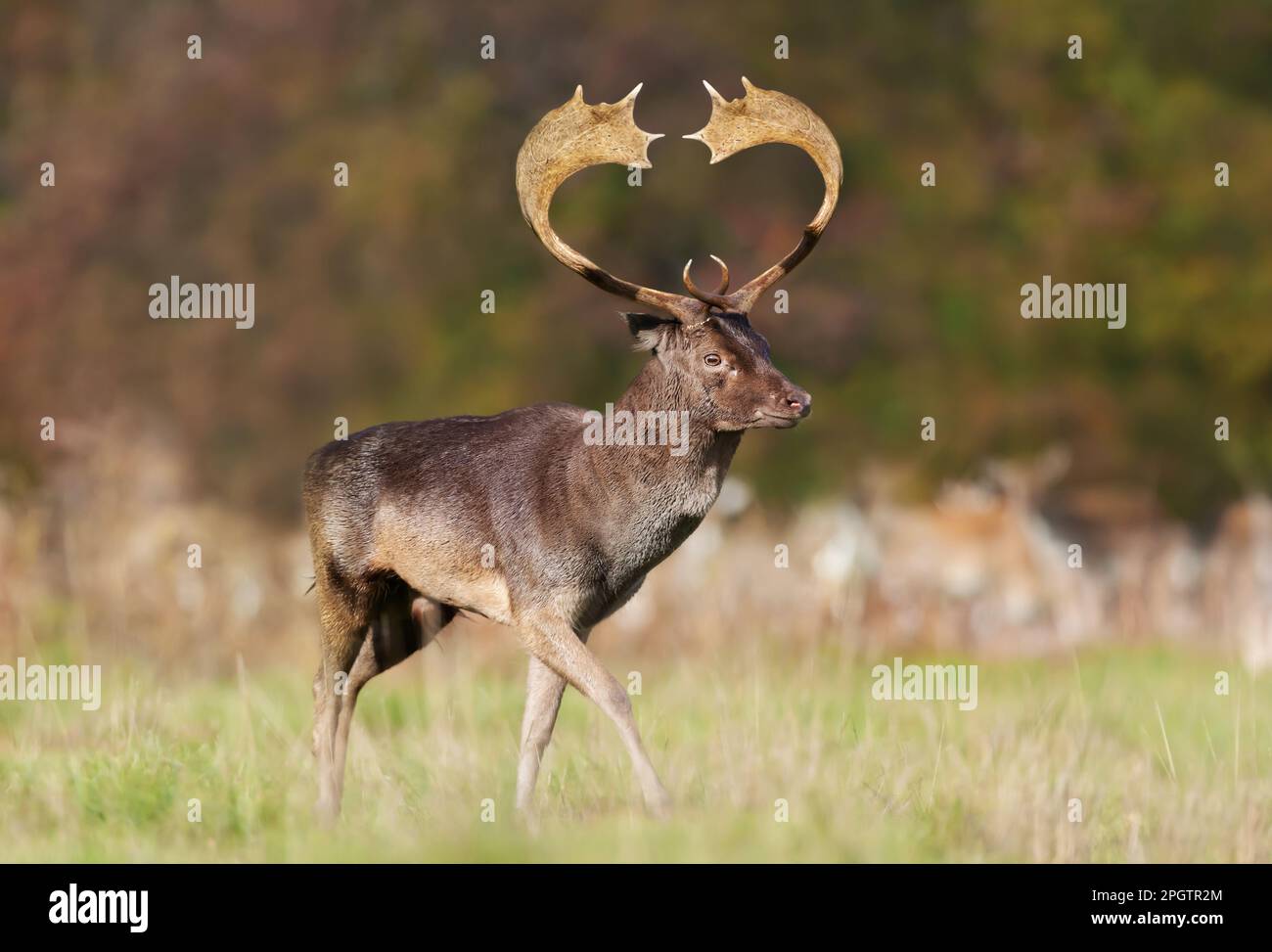 Close up of fallow deer stag with heart shaped antlers, UK Stock Photo ...