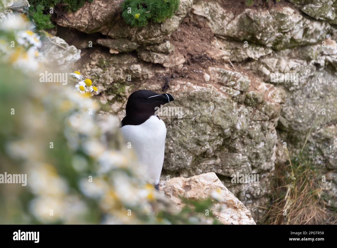 Close up of a Razorbill nesting on a cliff with daisies, Bempton, UK ...