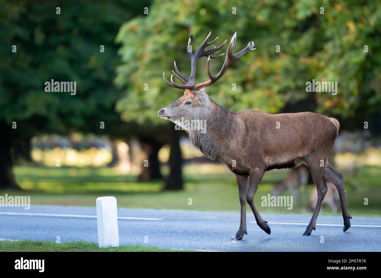 Stag road hi-res stock photography and images - Alamy
