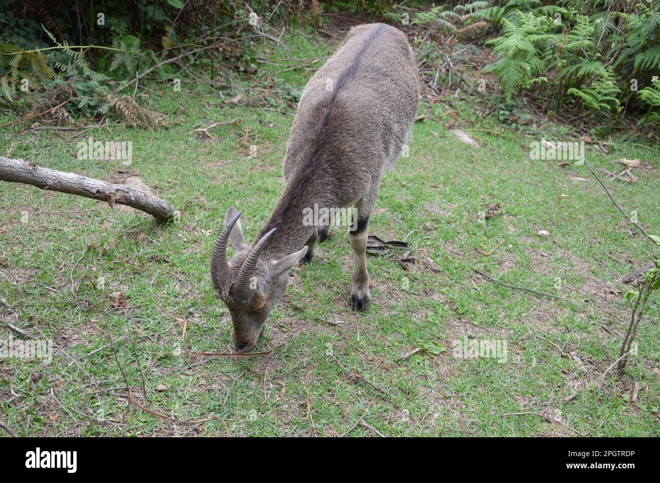Nilgiri tahr endangered species goat hi-res stock photography and ...
