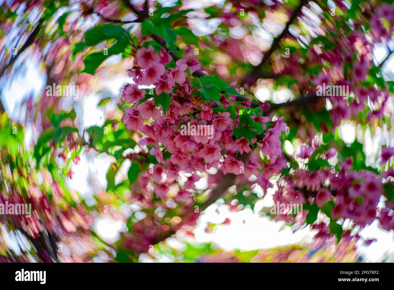 Kawazu cherry blossoms swirly blur in spring season close up Stock ...
