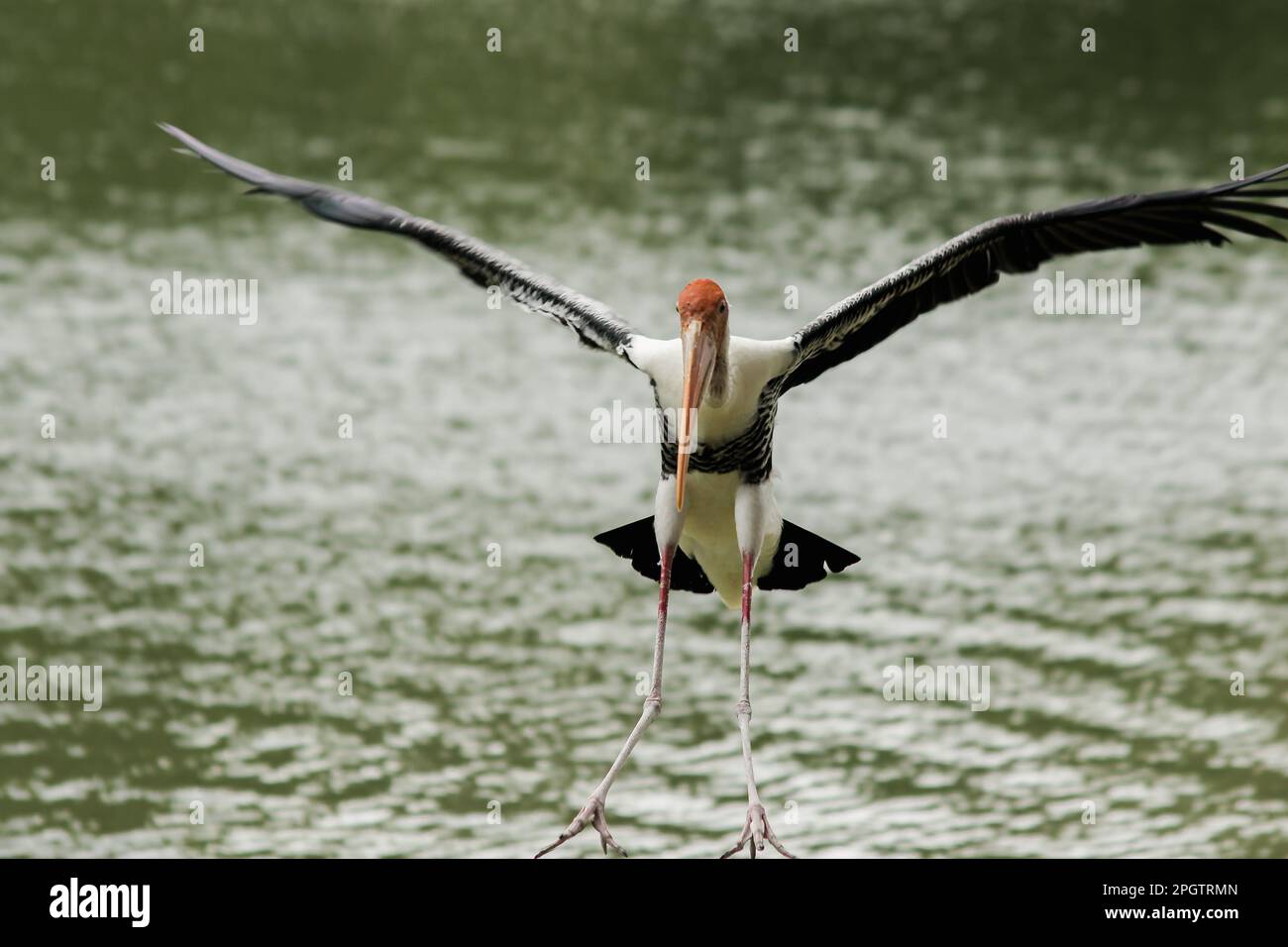 Painted Stork is flying over the pond. To feed on the herd in shallow ...