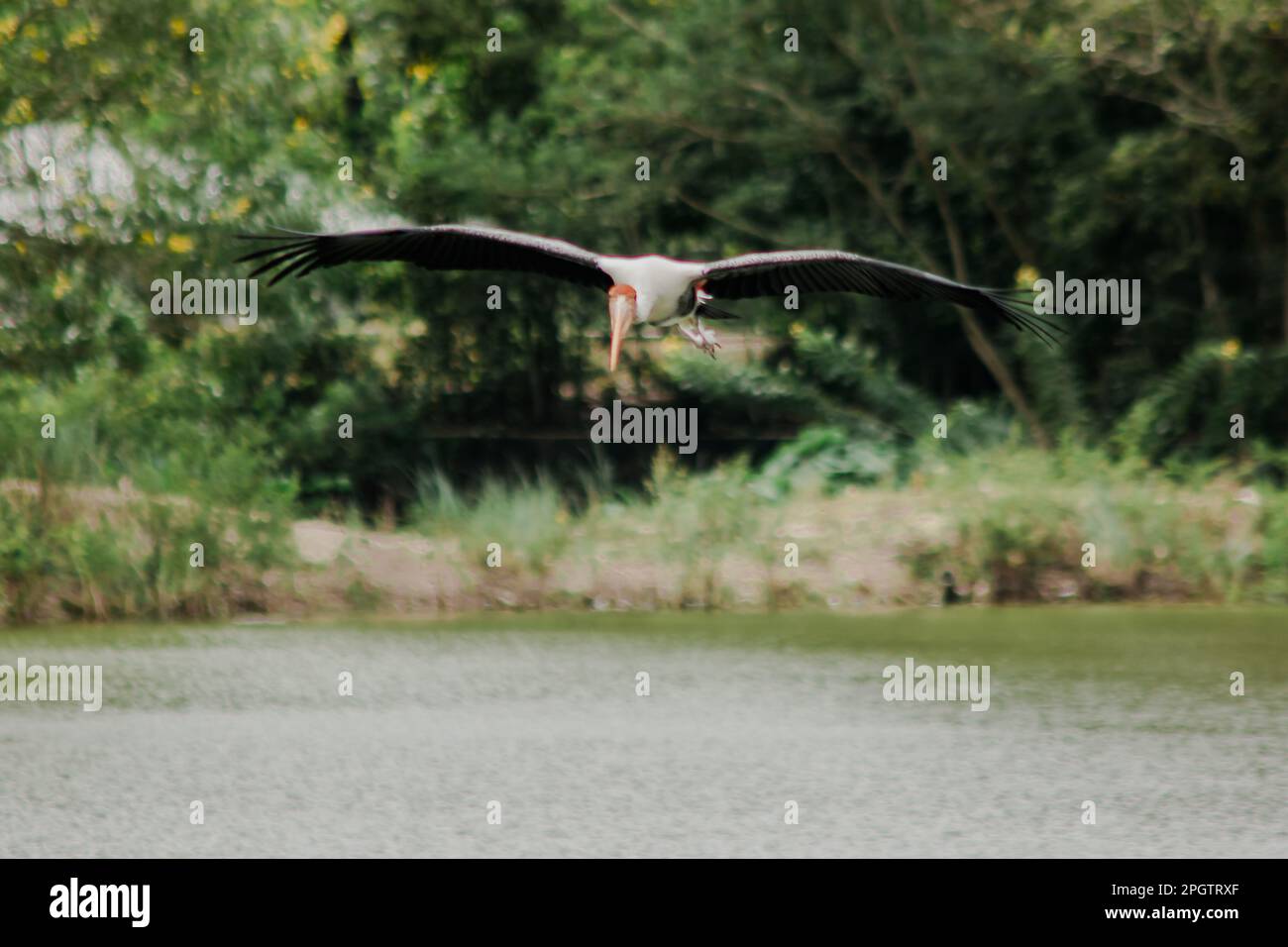 Painted Stork is flying over the pond. To feed on the herd in shallow ...