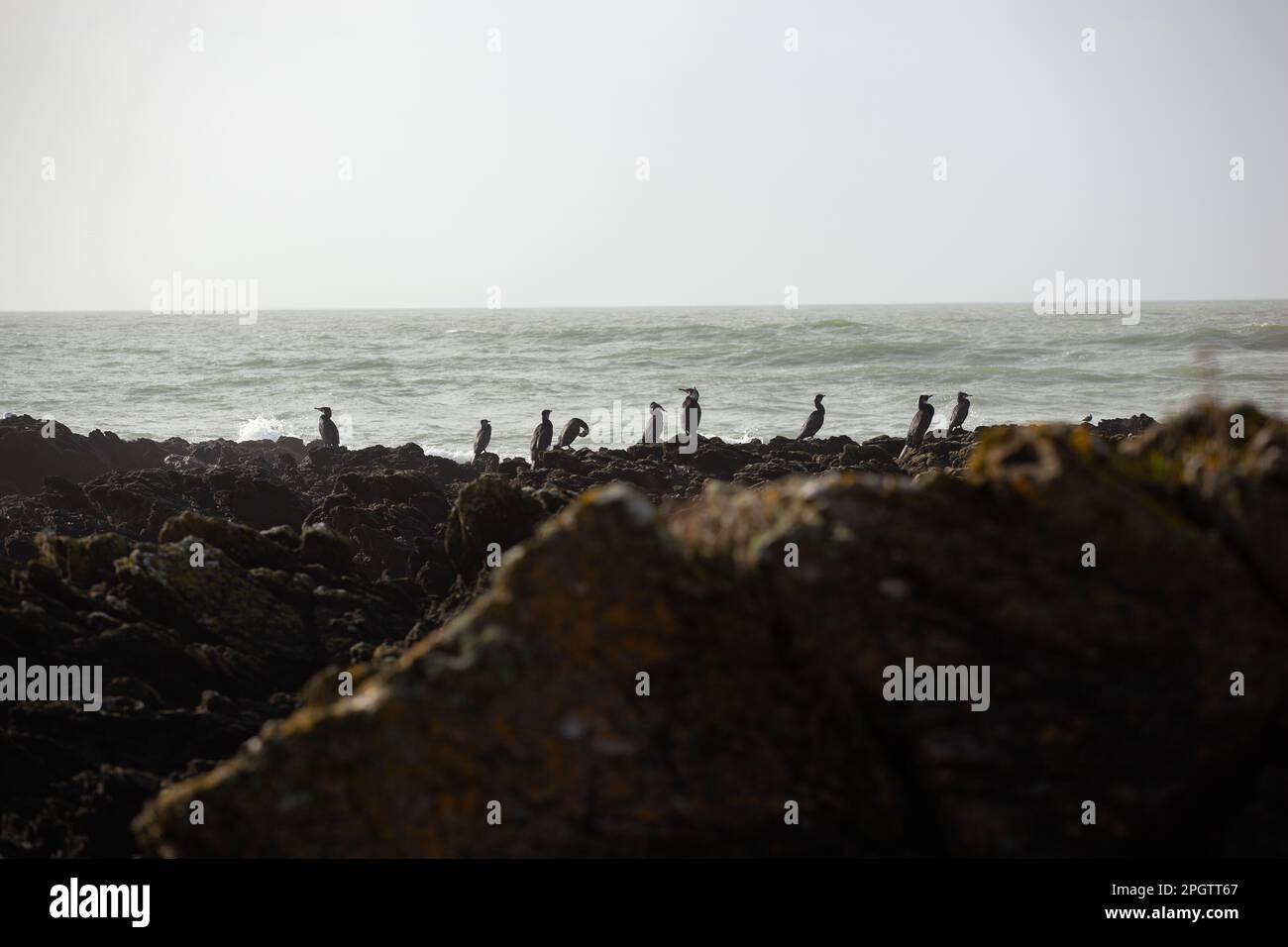 Seabirds in silhouette hi-res stock photography and images - Alamy