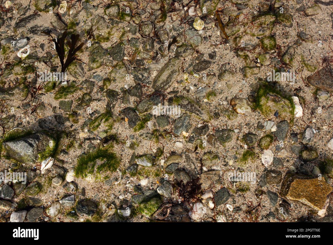 Underwater view of molluscan rocks and seaweed on the coast Stock Photo ...
