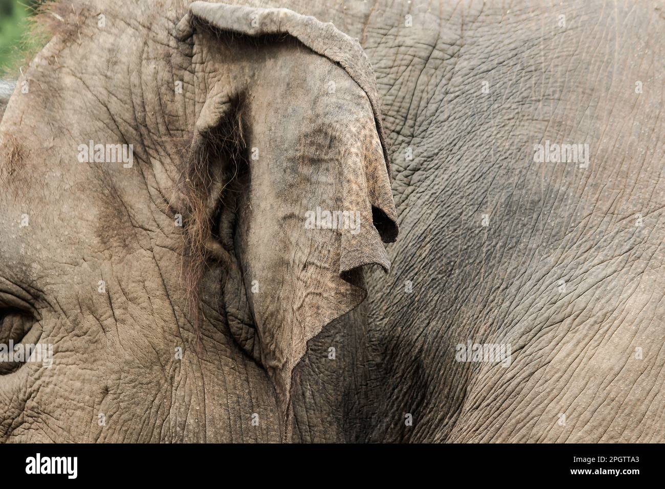 Asian female elephant ears in the zoo Asian elephants have a thick body ...