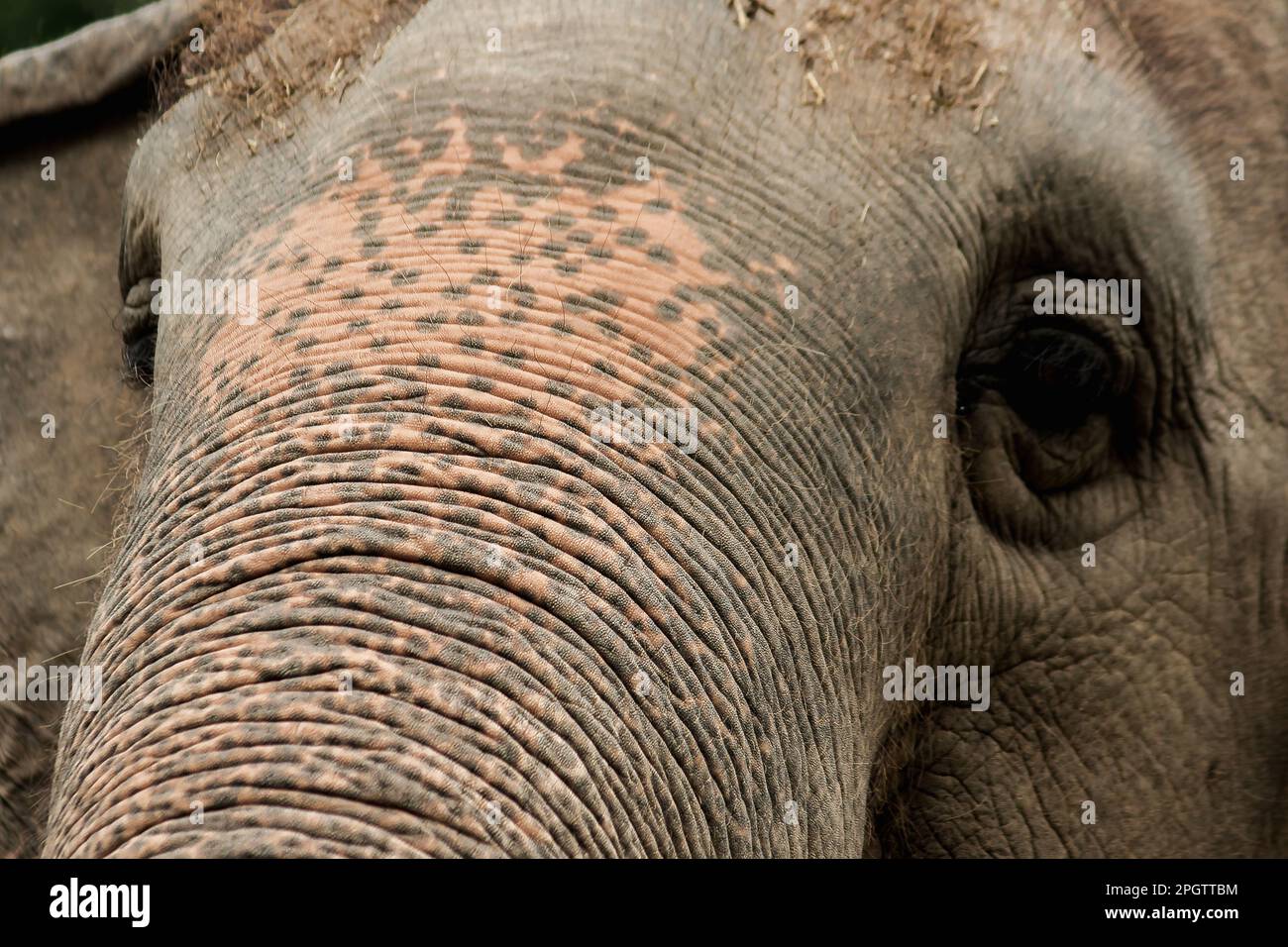 Elephants are animals that have small eyes compared to their size Stock ...