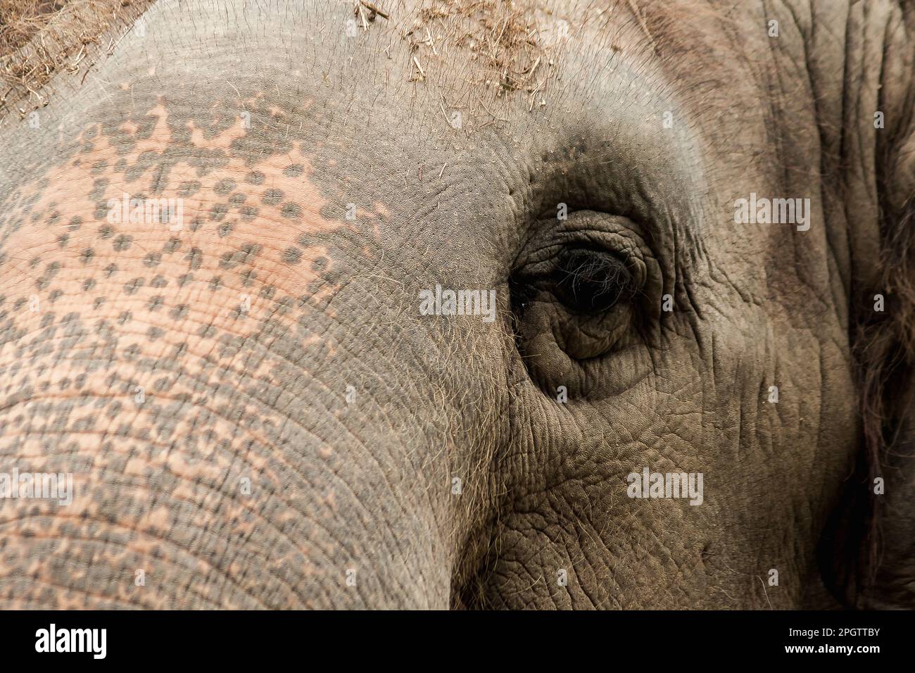 Elephants are animals that have small eyes compared to their size Stock ...