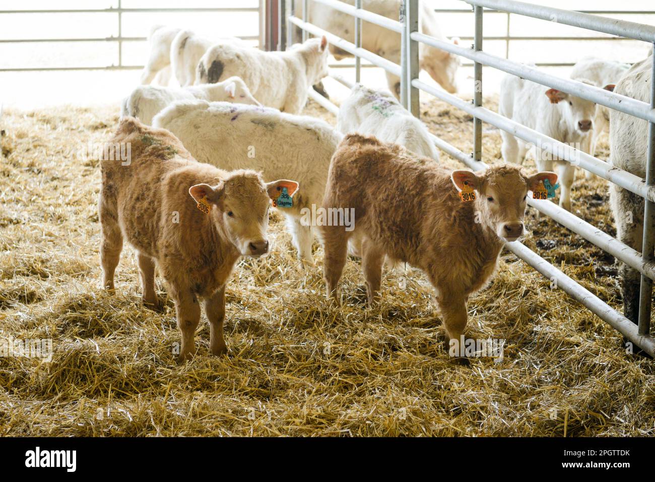 Two young twin calves of Charolais and Limousin breeds, standing in a ...