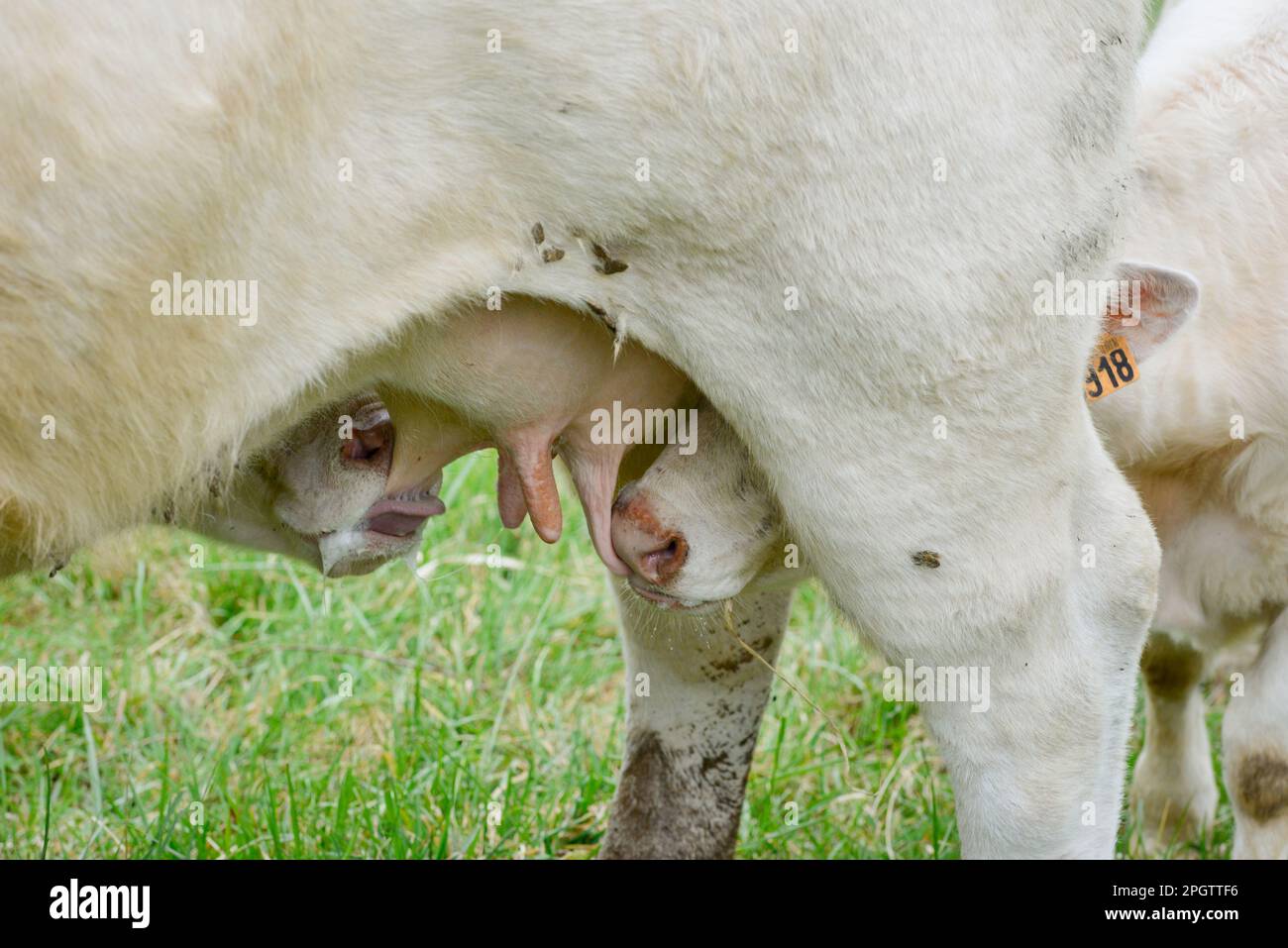 Two young white Charolais calves suckling on the same cow's udder Stock ...