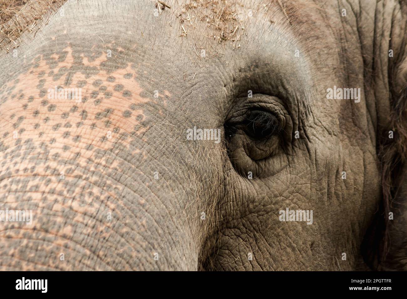 Asian elephants and tear hi-res stock photography and images - Alamy