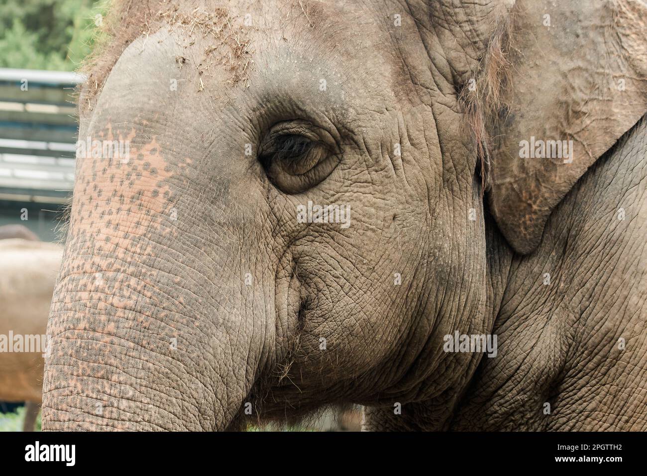 Asian elephants and tear hi-res stock photography and images - Alamy