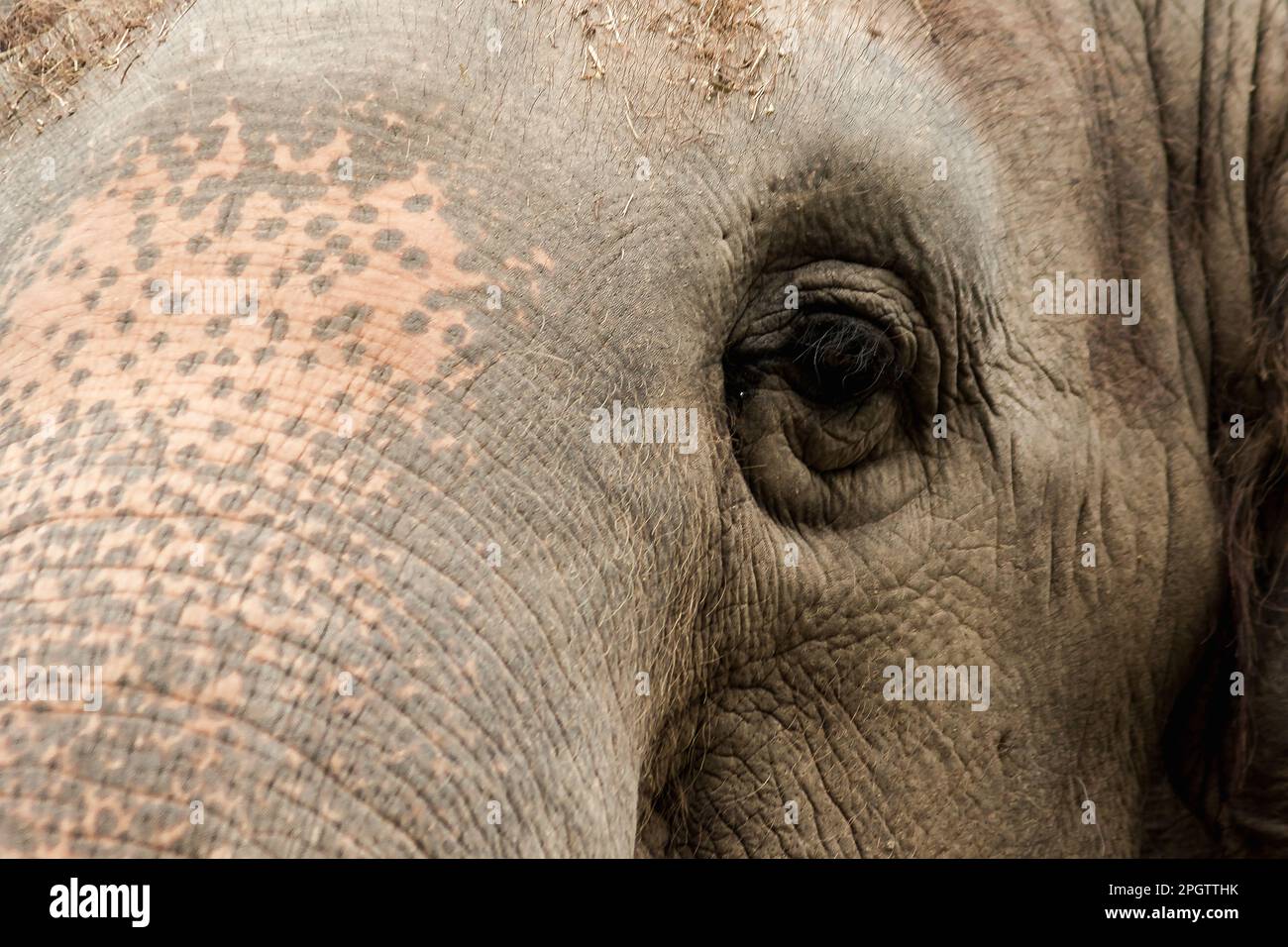 Elephants are animals that have small eyes compared to their size Stock ...