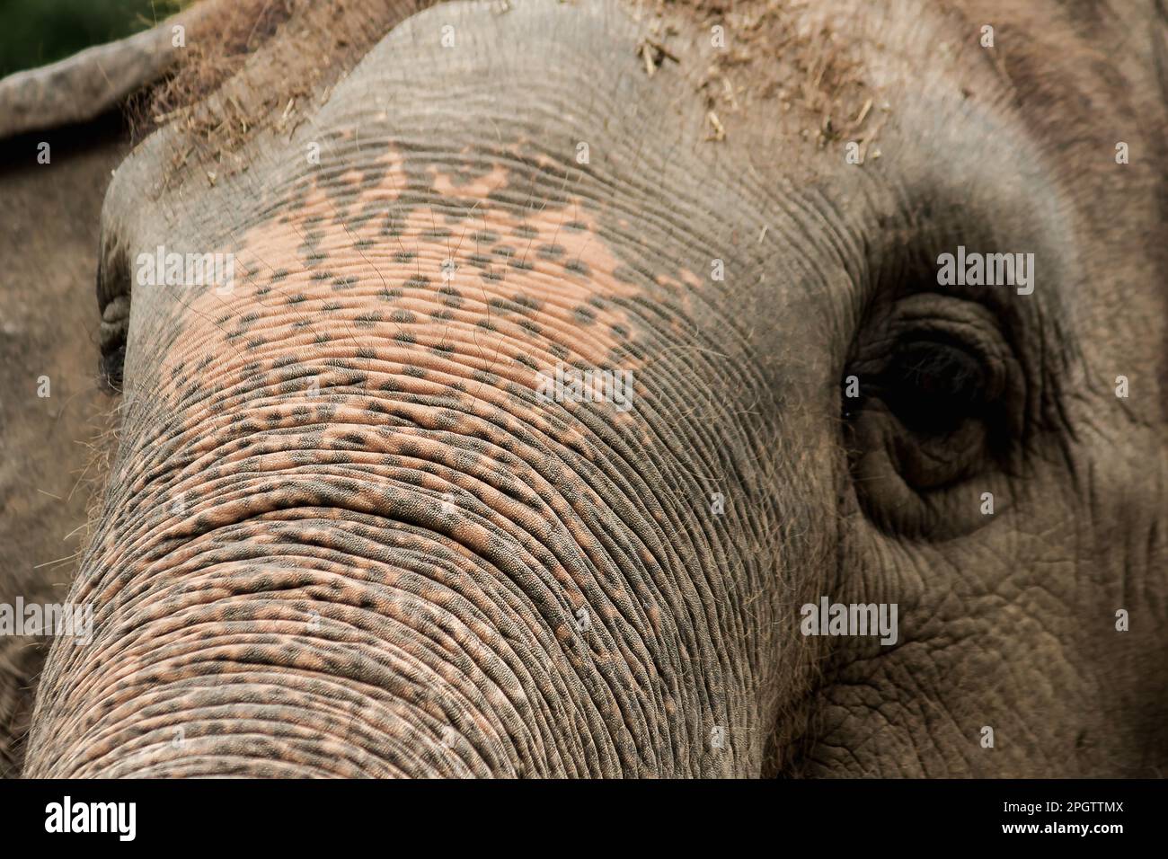 Closeup head eyes asian elephant hi-res stock photography and images ...