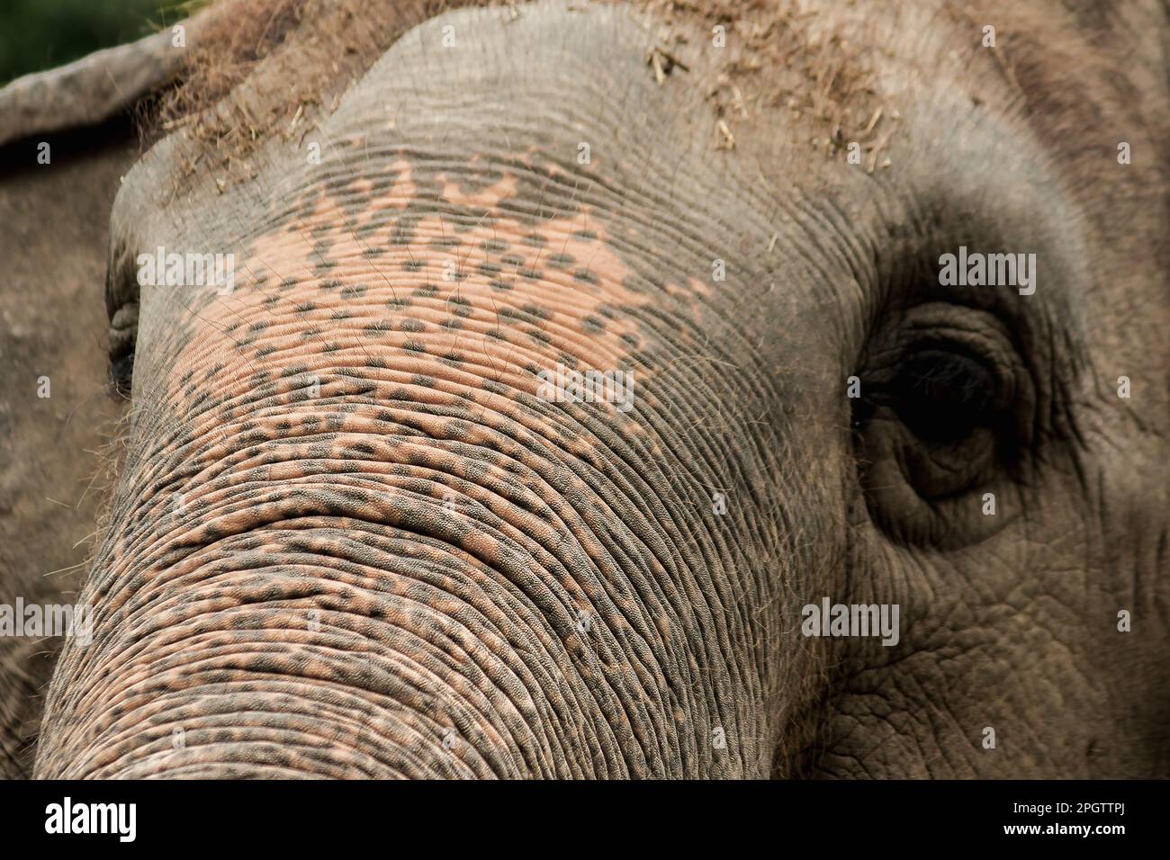 Elephants are animals that have small eyes compared to their size Stock ...