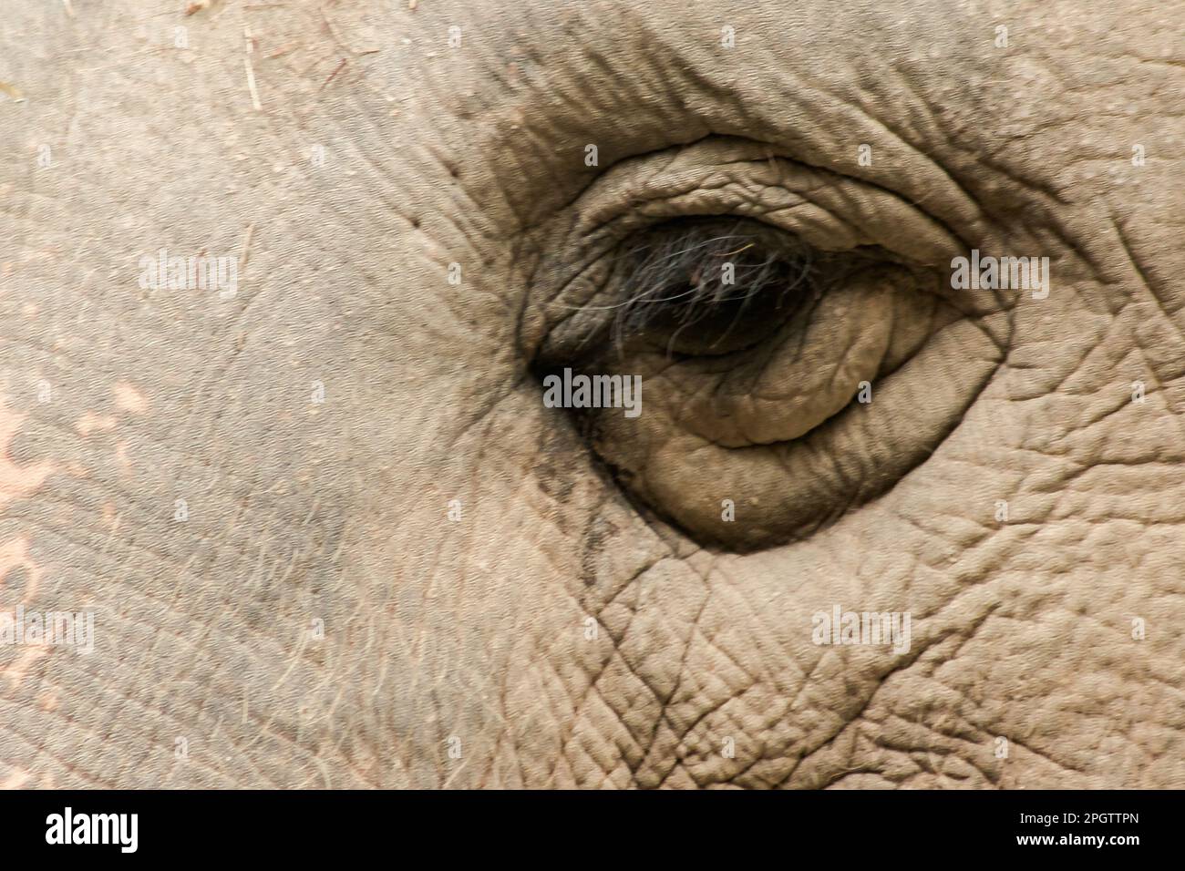 Elephants are animals that have small eyes compared to their size Stock ...