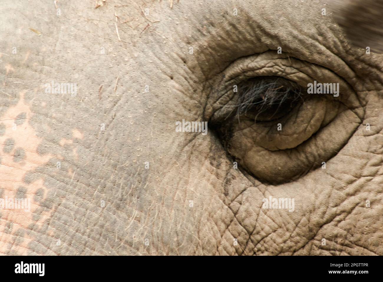 Asian elephants and tear hi-res stock photography and images - Alamy