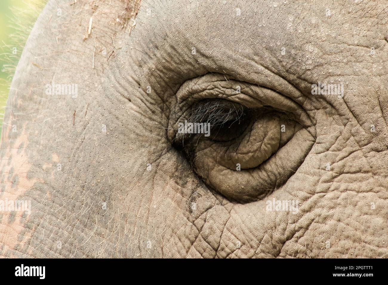 Elephants are animals that have small eyes compared to their size Stock ...