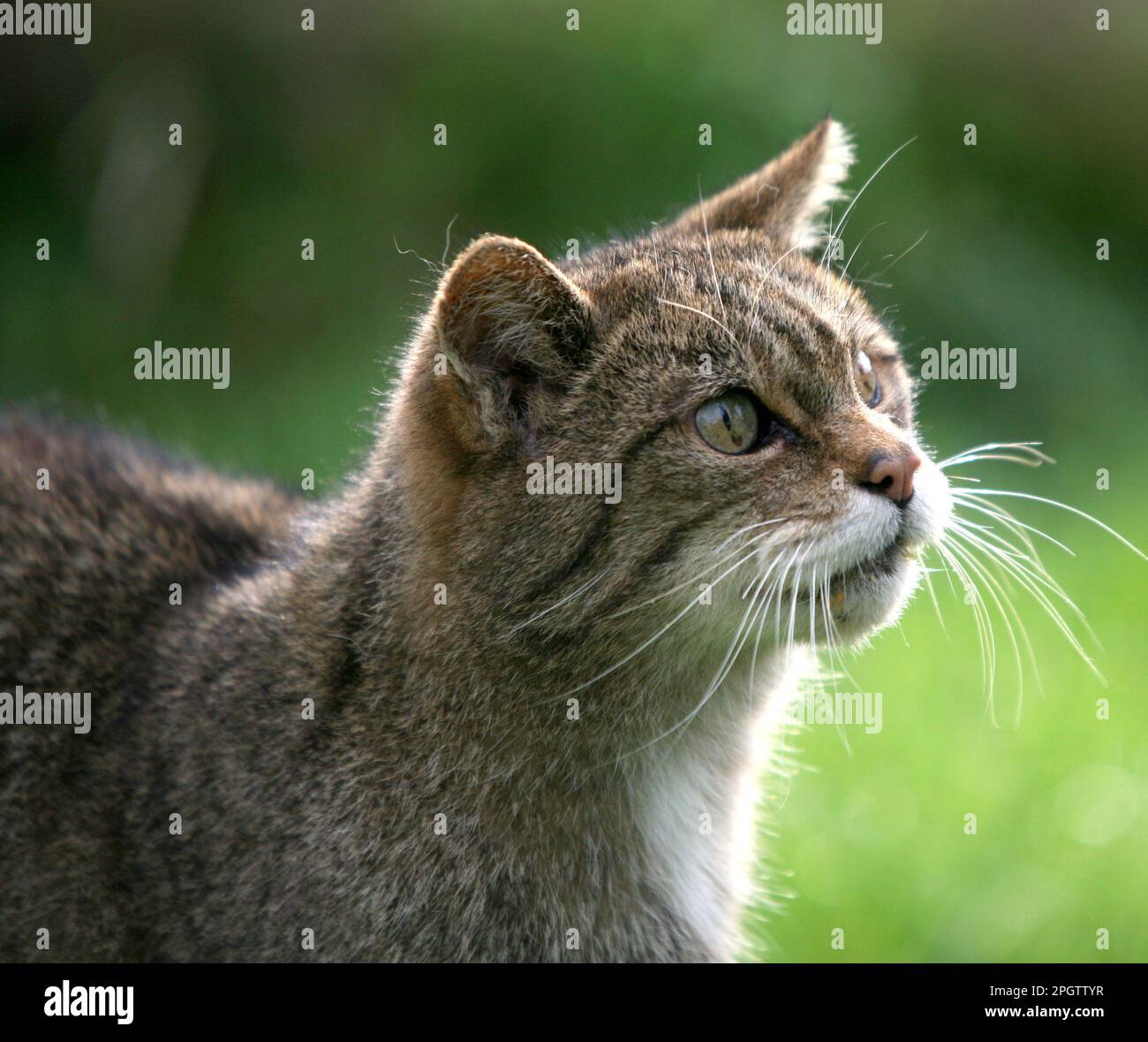 File photo dated 04/11/07 of a captive wildcat at the British Wildlife ...