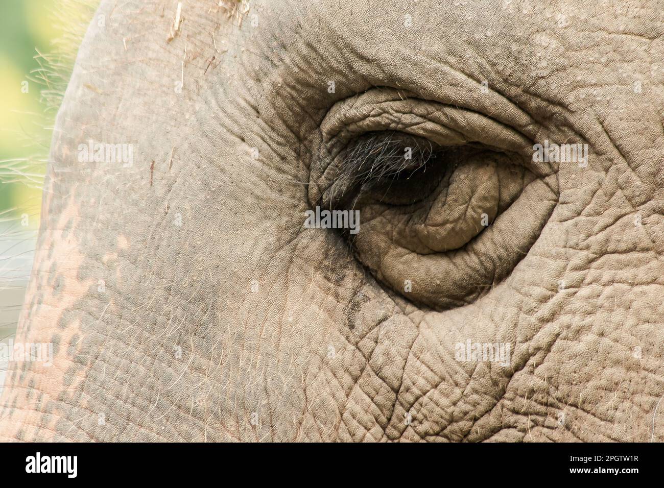 Elephants are animals that have small eyes compared to their size Stock ...