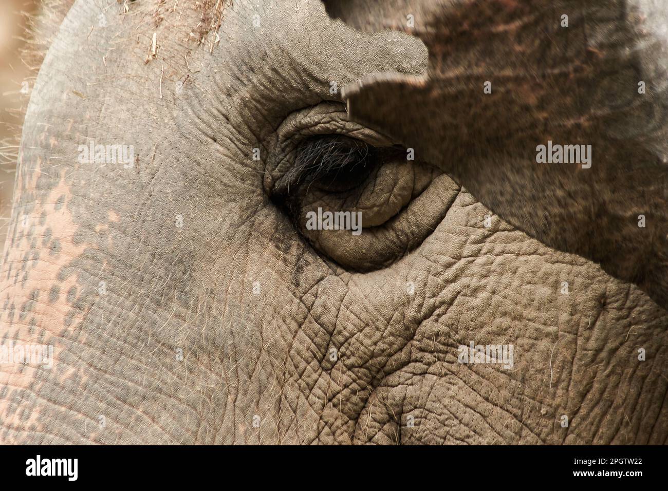 Elephants are animals that have small eyes compared to their size Stock ...