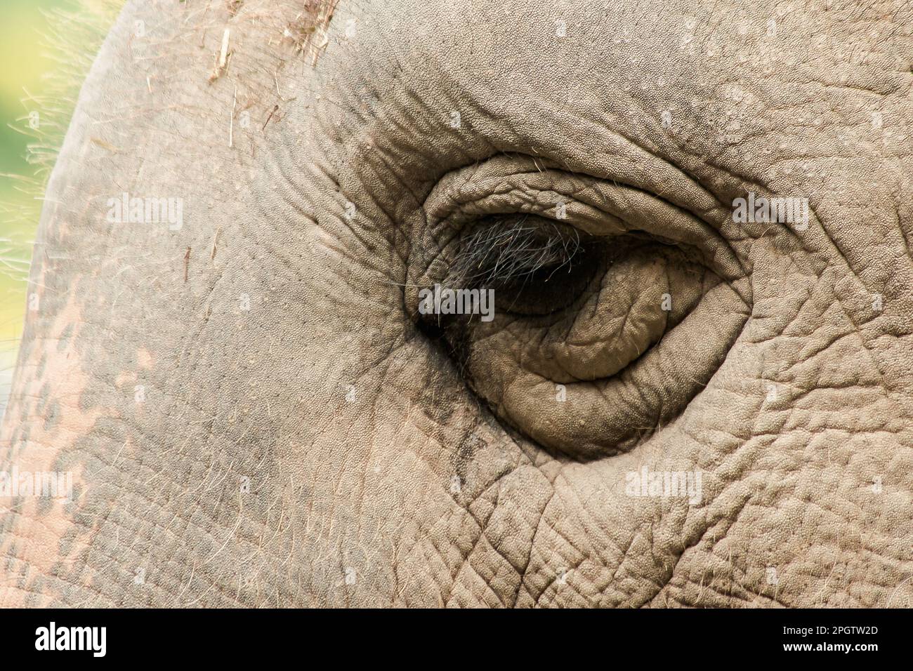 Elephants are animals that have small eyes compared to their size Stock ...