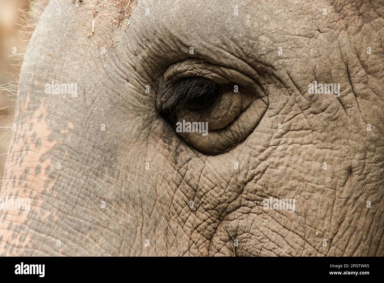 Elephants are animals that have small eyes compared to their size Stock ...