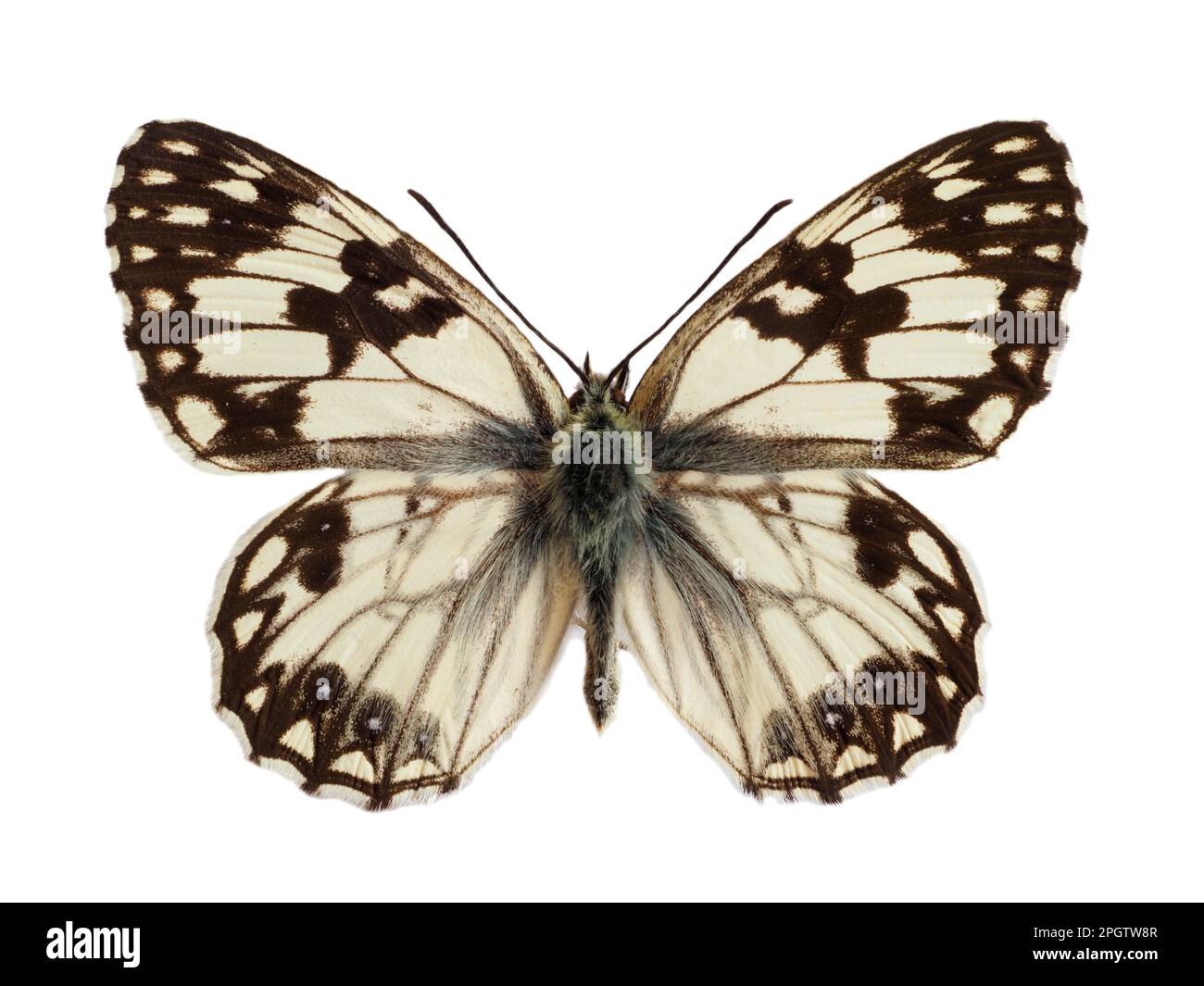Western marbled white (Melanargia occitanica) isolated on white ...