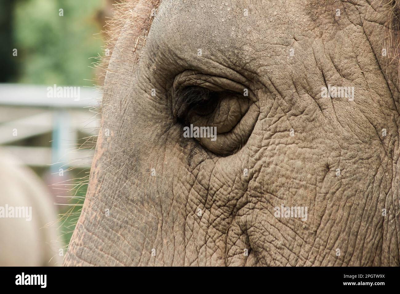 Elephants are animals that have small eyes compared to their size Stock ...