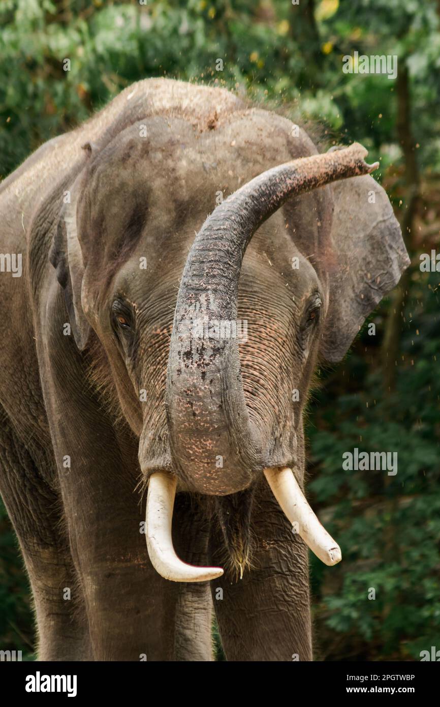 The elephant's trunk is used to hold things in its mouth. The elephant ...