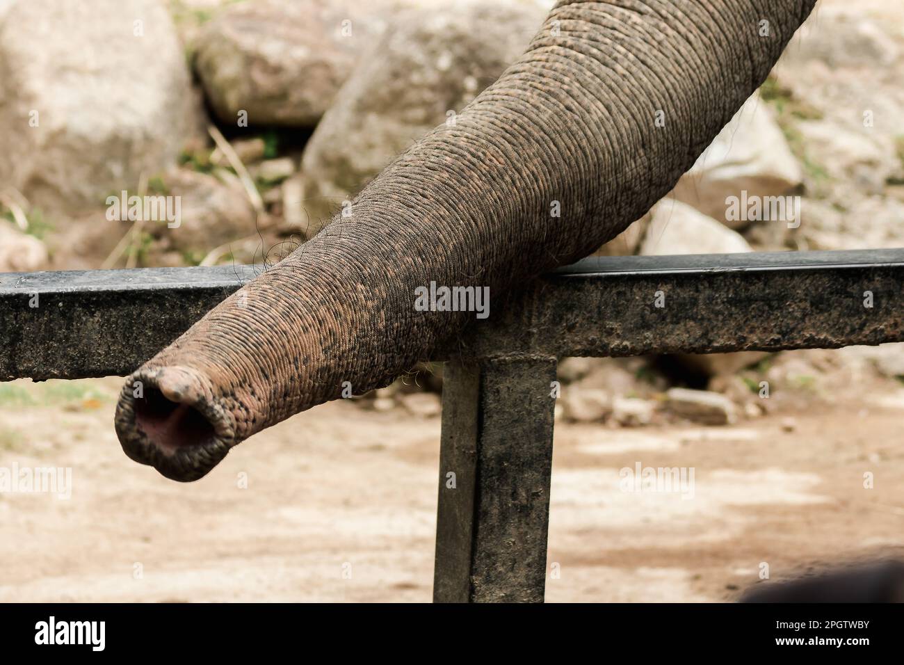 The elephant's trunk is used to hold things in its mouth. The elephant ...