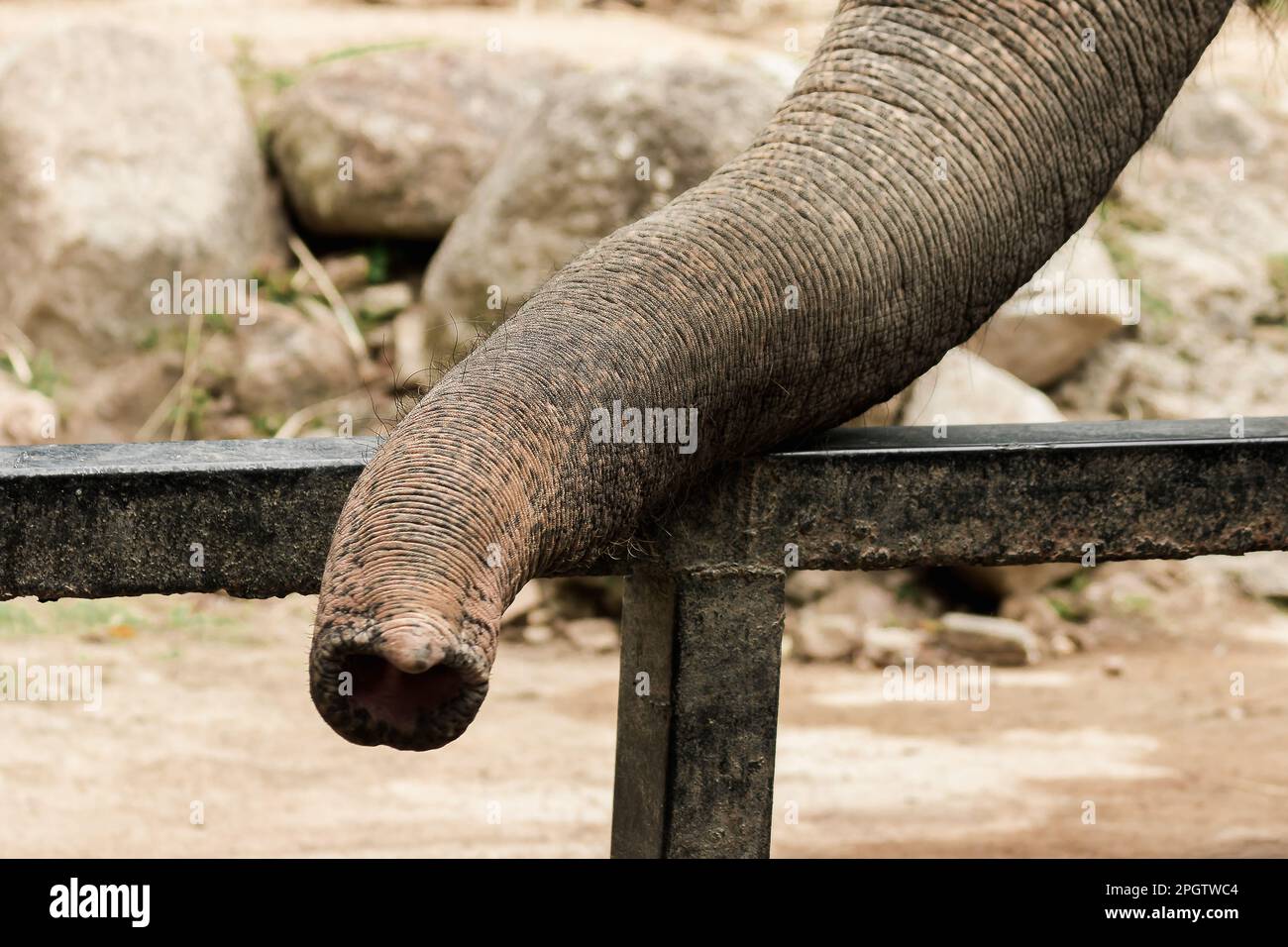 The elephant's trunk is used to hold things in its mouth. The elephant ...