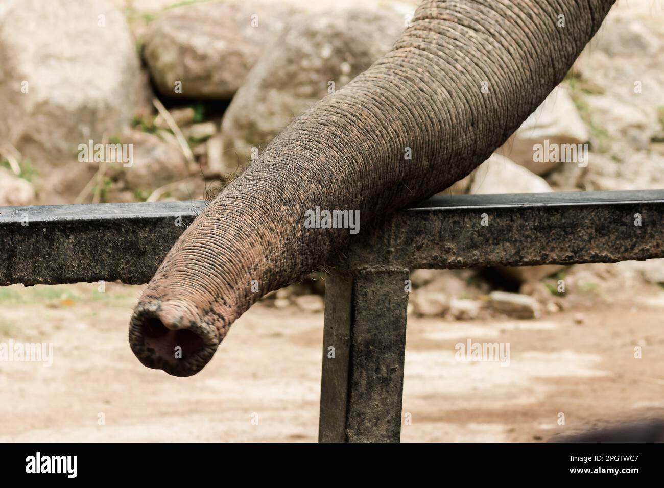 The elephant's trunk is used to hold things in its mouth. The elephant ...
