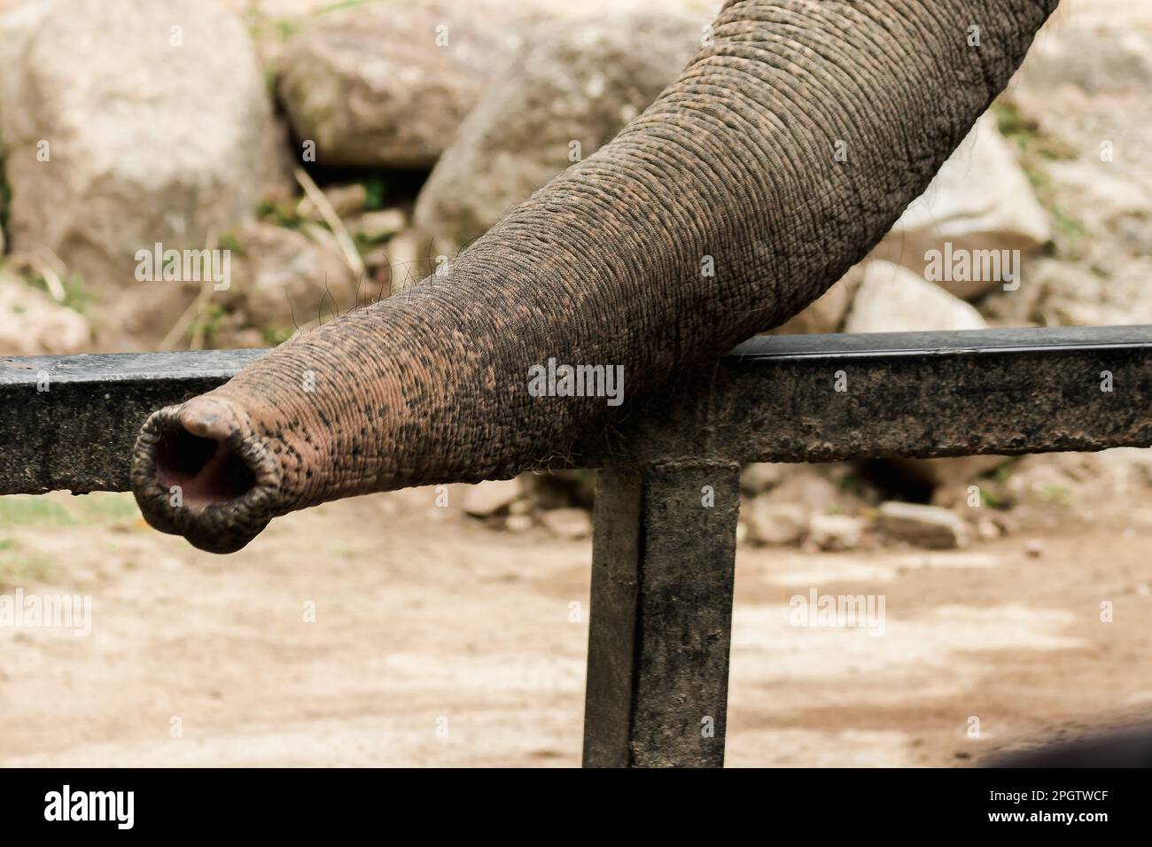 The elephant's trunk is used to hold things in its mouth. The elephant ...