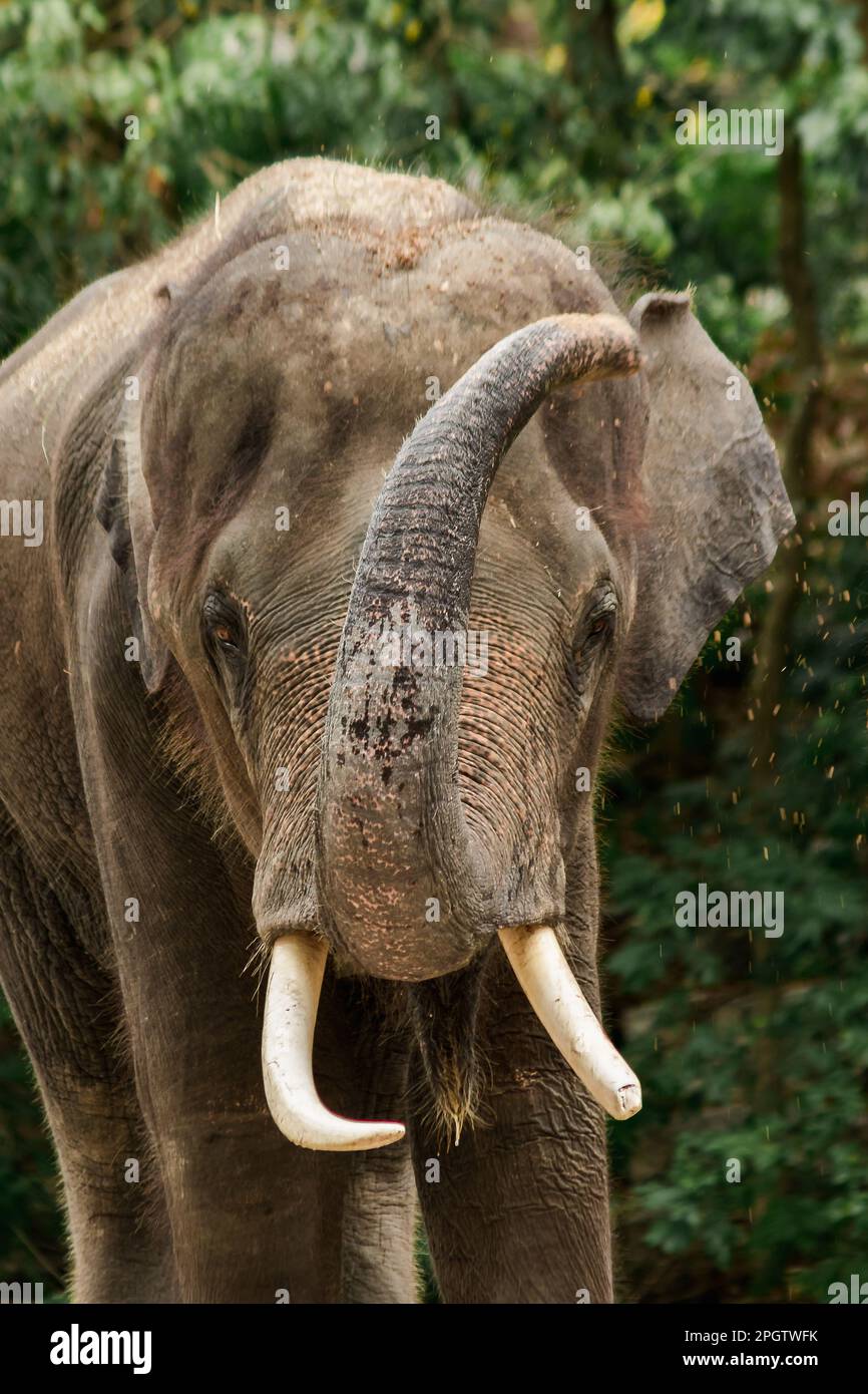 Elephant shaking tree hi-res stock photography and images - Alamy