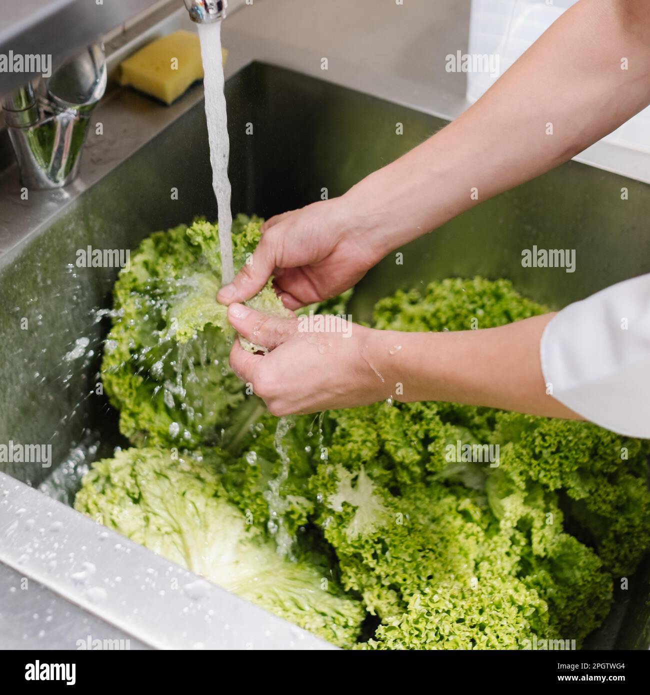 food hygiene restaurant cook washing salad Stock Photo - Alamy