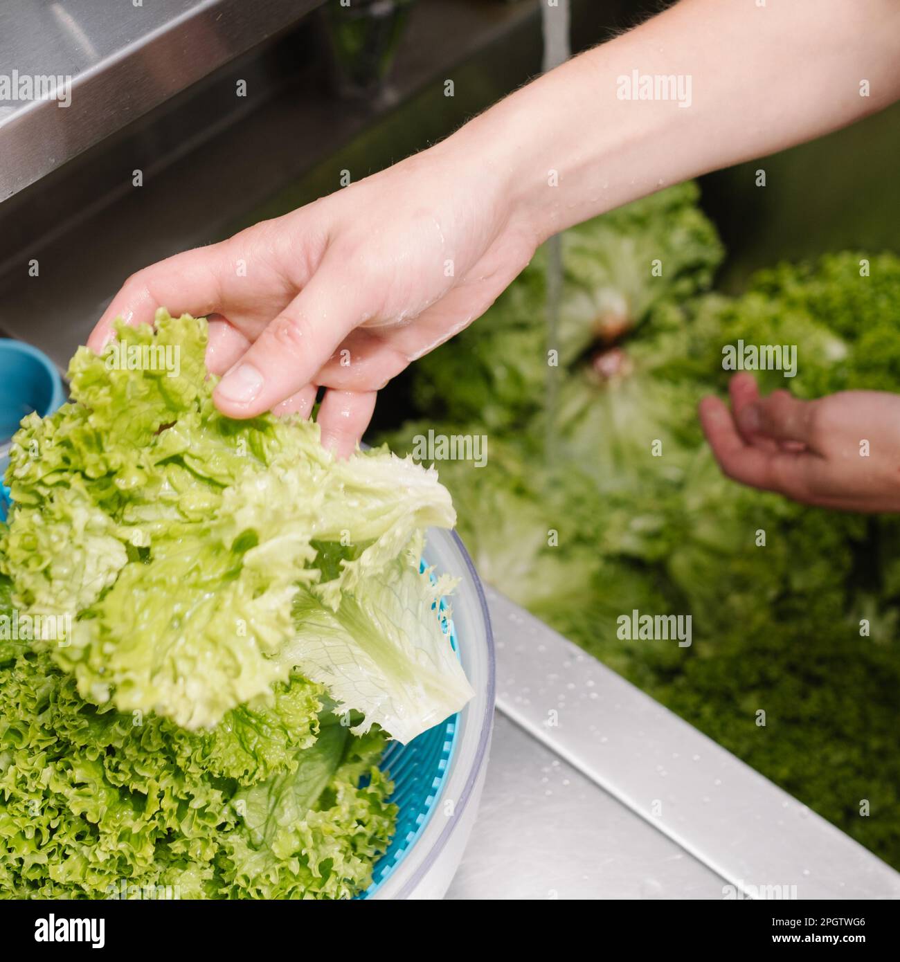 food hygiene restaurant cook washing salad Stock Photo - Alamy