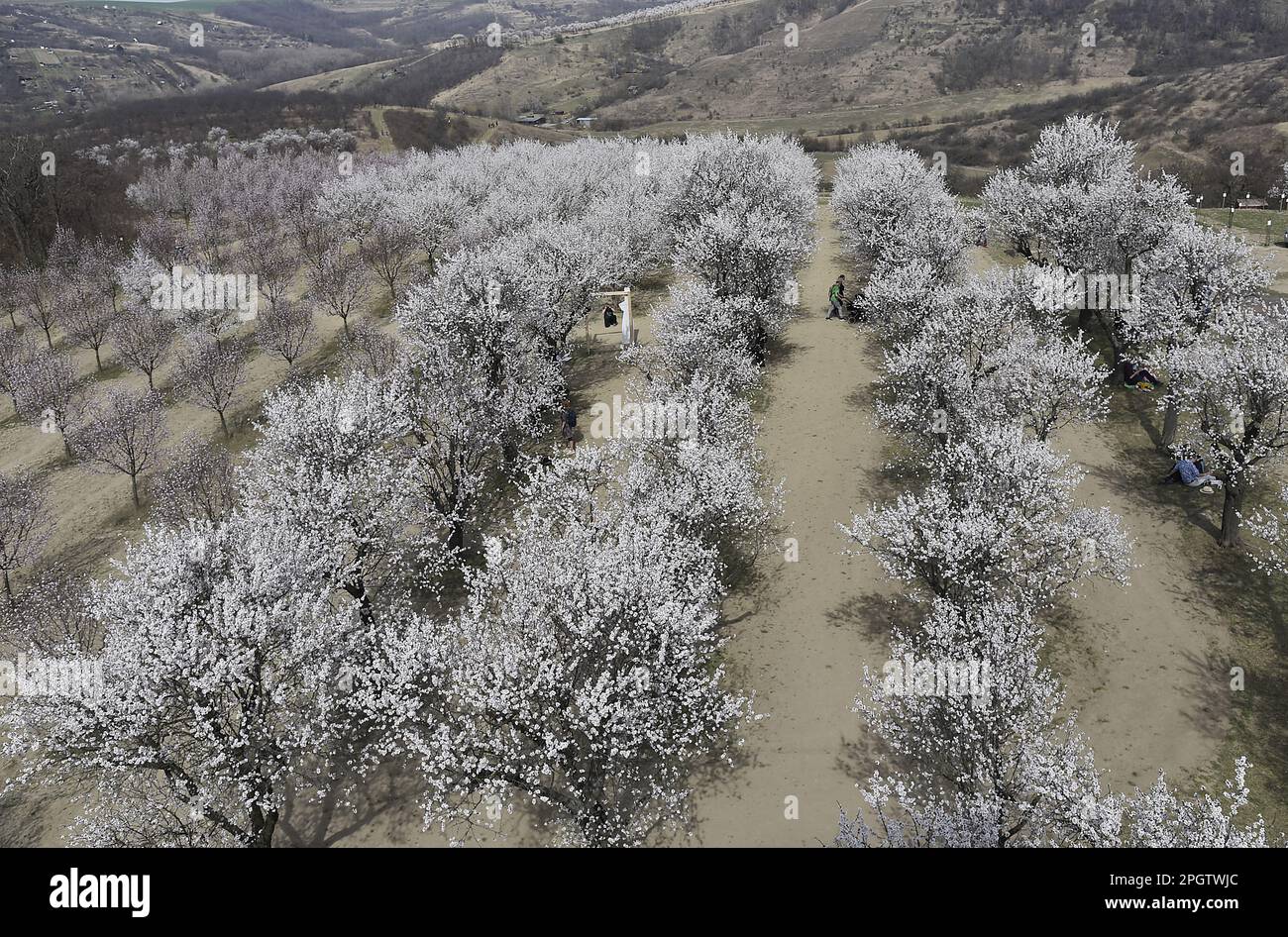 Almond trees blossom in orchards in Hustopece (210 kms south-east from ...