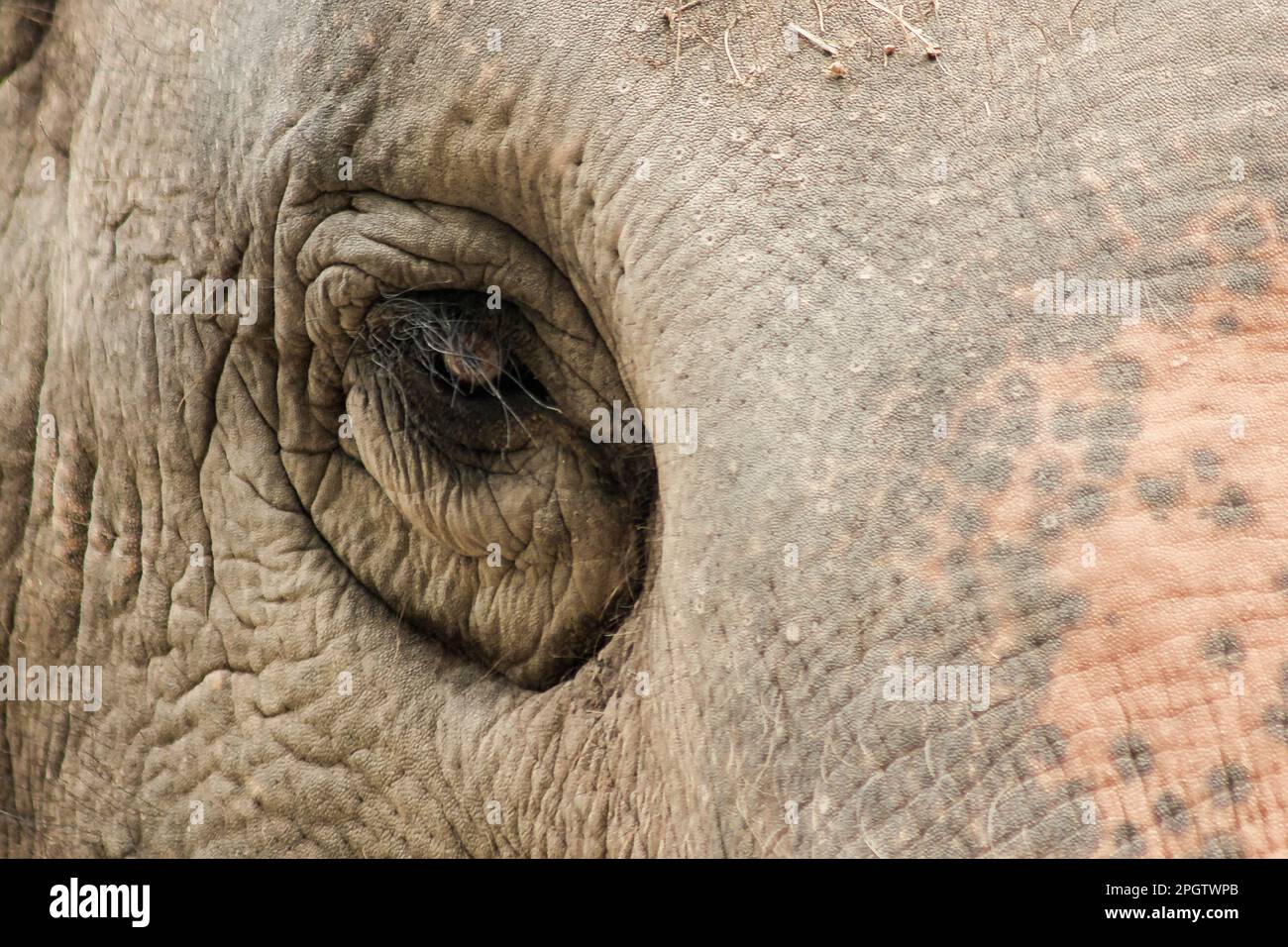 Elephants are animals with small eyes.Small eyes, female elephants ...