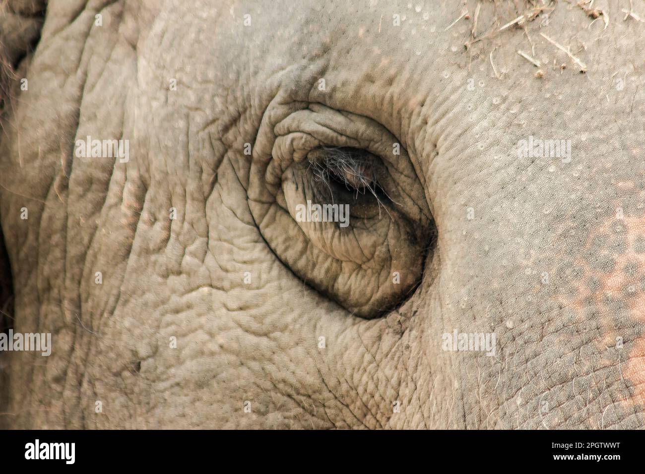 Elephants are animals with small eyes.Small eyes, female elephants ...